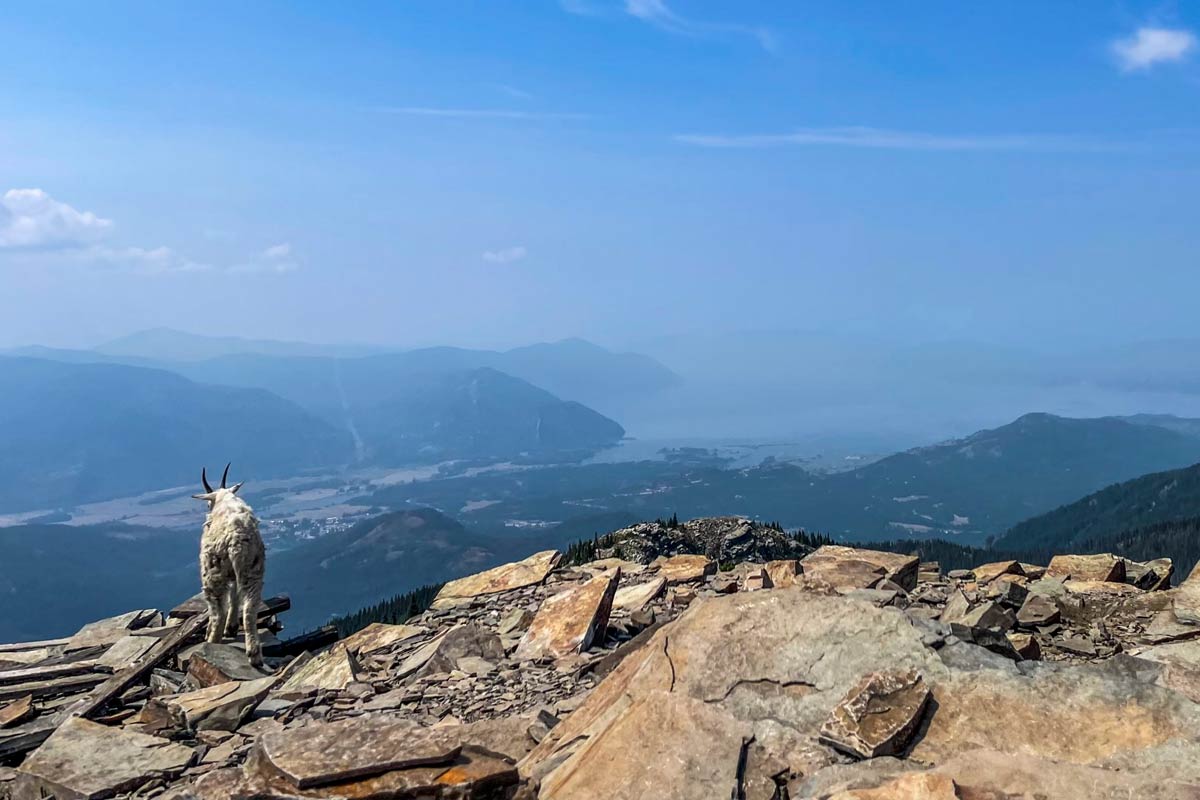 Scotchman Peak: An Ungulate Activation – ATBL